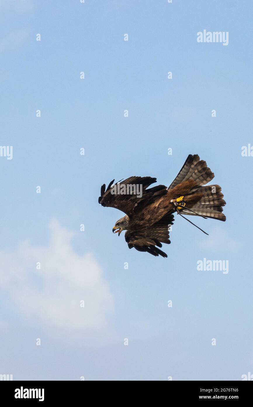 A bald eagle flying in the clear blue sky Stock Photo - Alamy
