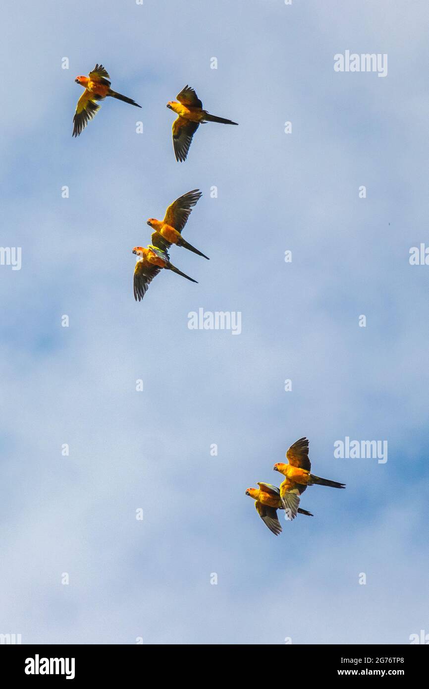 A low angle shot of parakeet parrots flying with the cloudy sky in the ...