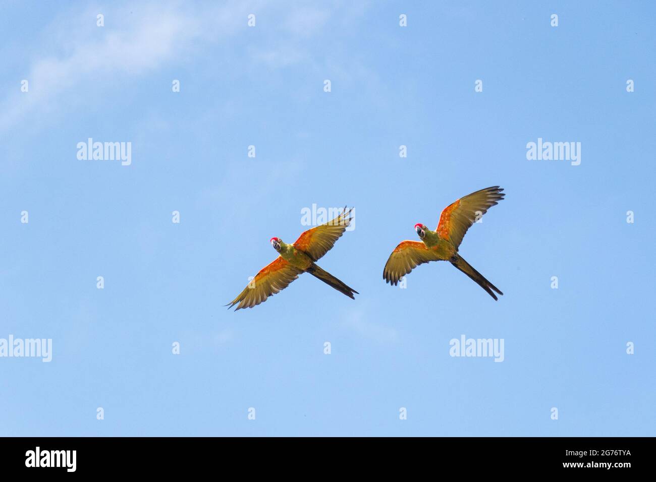 A low angle shot of parakeet parrots flying with the cloudy sky in the ...