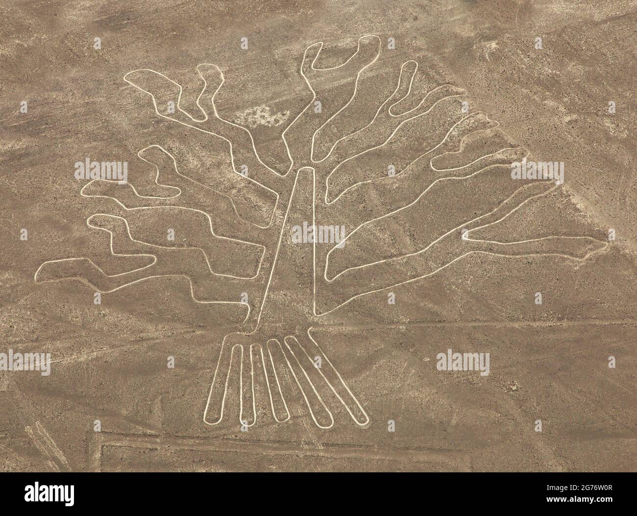 Tree geoglyph, Nazca mysterious lines and geoglyphs aerial view ...