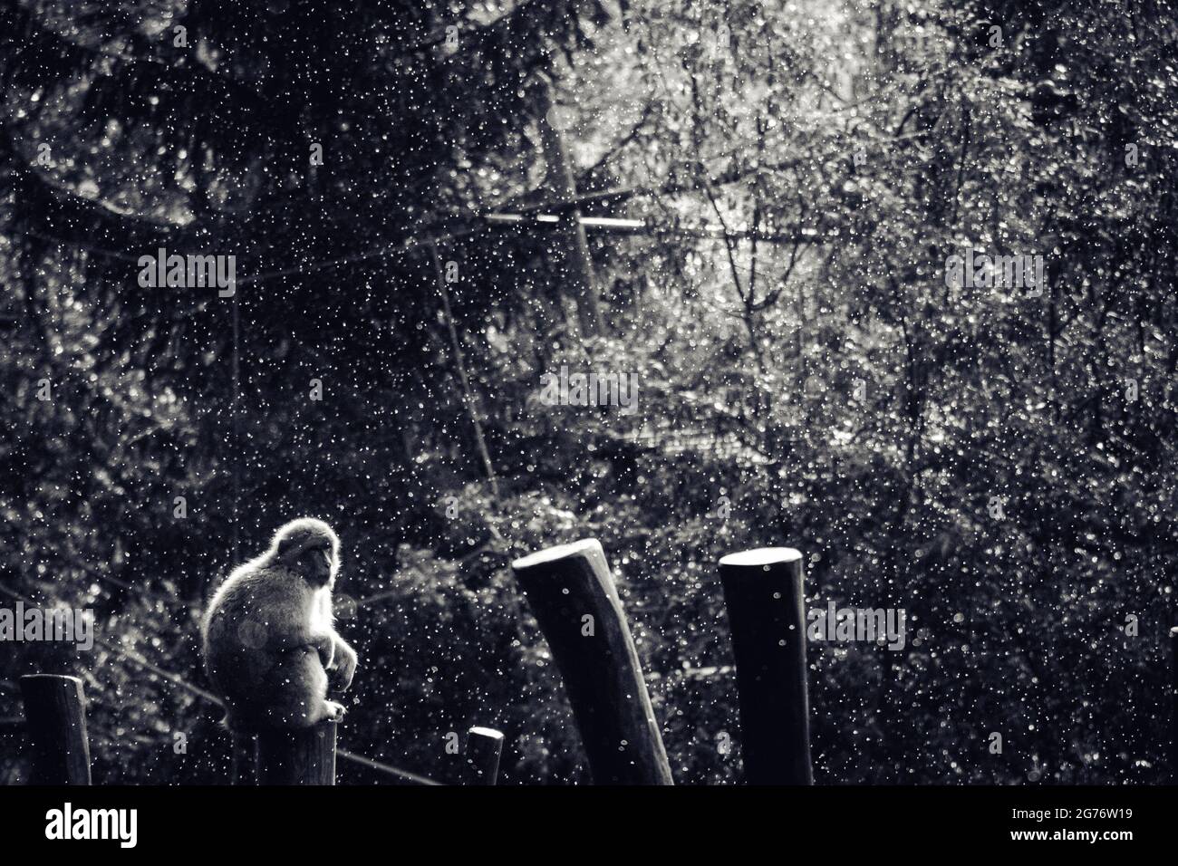 A grayscale shot of a monkey sitting on a tree log Stock Photo - Alamy