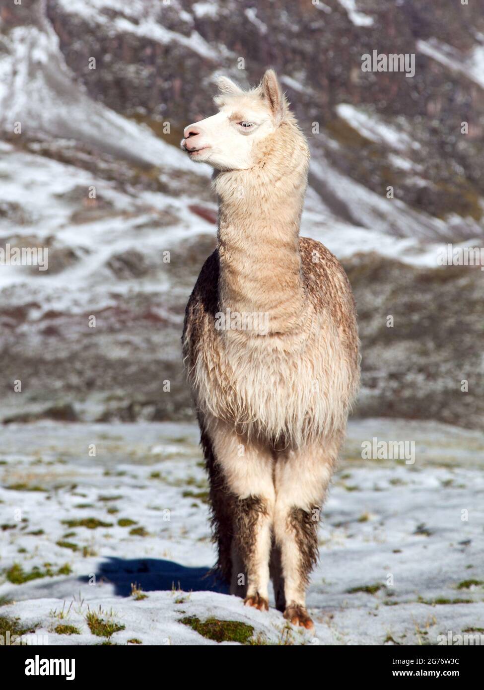 llama or lama on snowy mountain, Peruvian Andes mountais Stock Photo ...