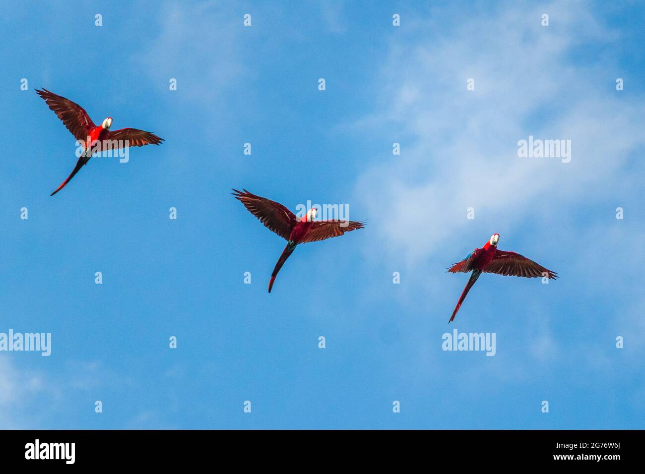 A low angle shot of a flock of parakeets flying in a cloudy sky Stock ...