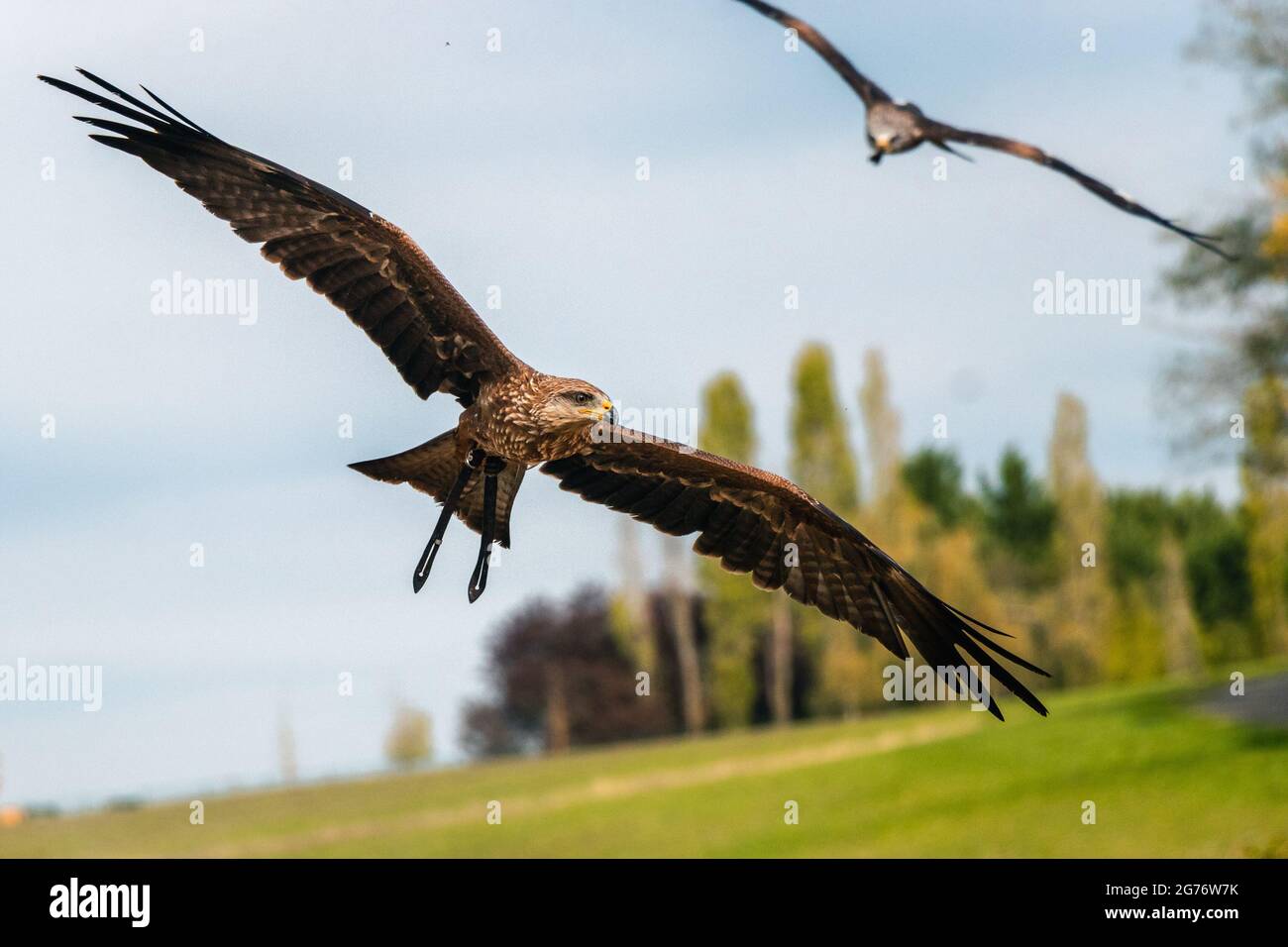 Two falcons flying over a green landscape Stock Photo - Alamy