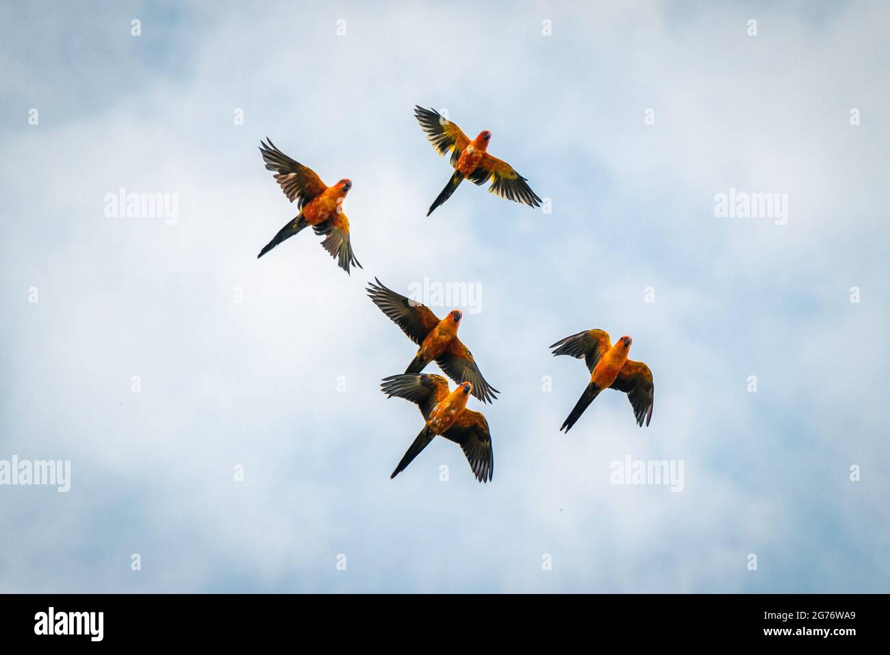 A low angle shot of a flock of parakeets flying in a cloudy sky Stock ...