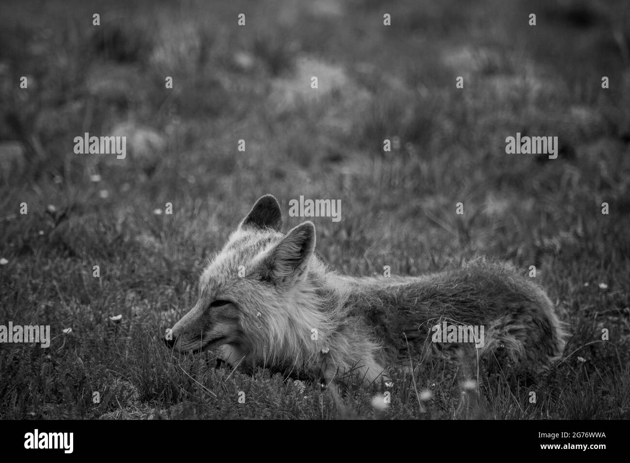 Rest peacefully Black and White Stock Photos & Images - Alamy