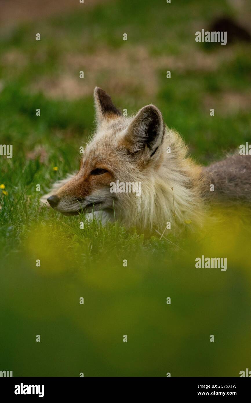 Peacefully resting hi-res stock photography and images - Alamy