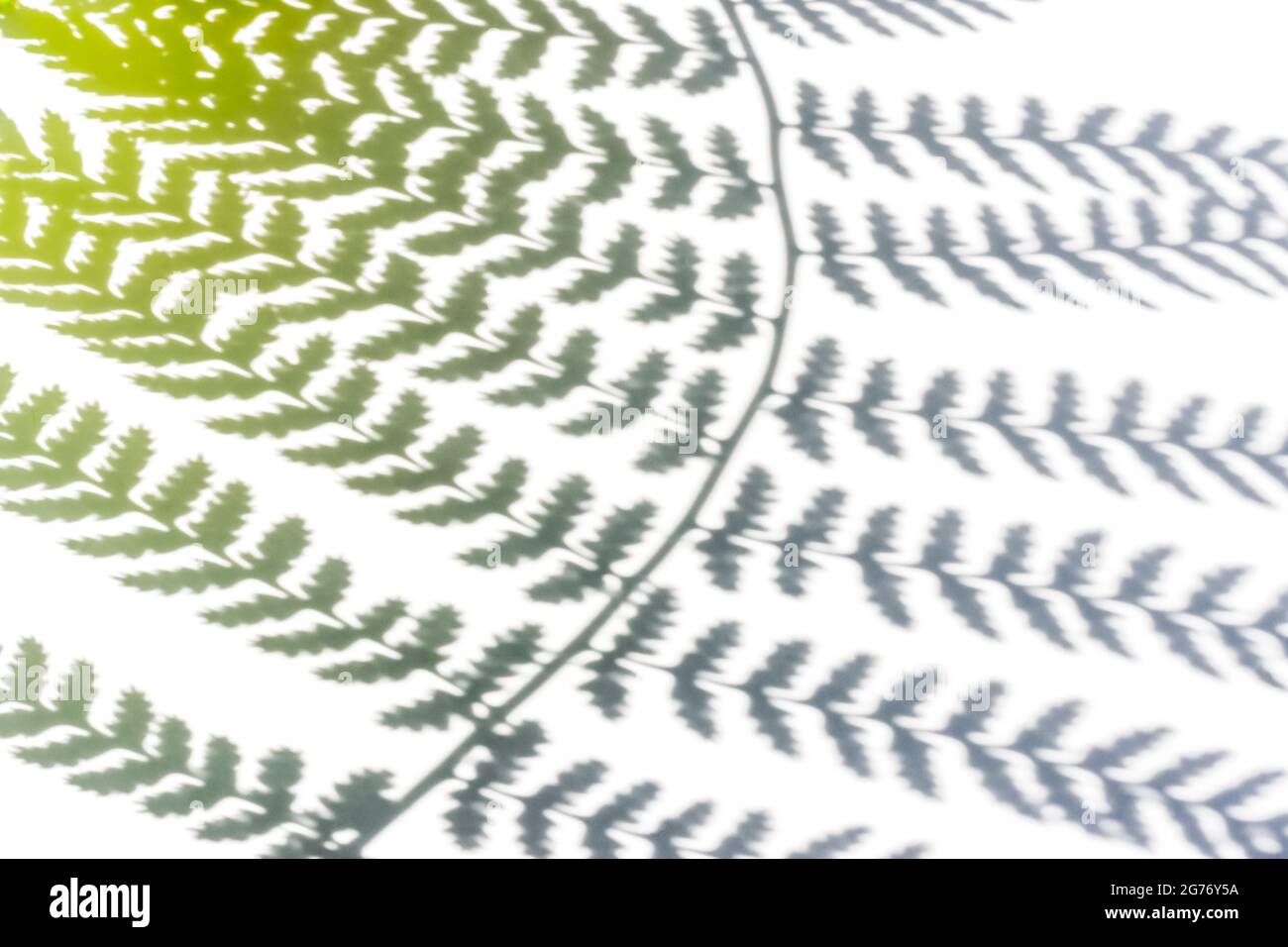 Fern leaf shadow on white background. Color toning. Close up Stock ...