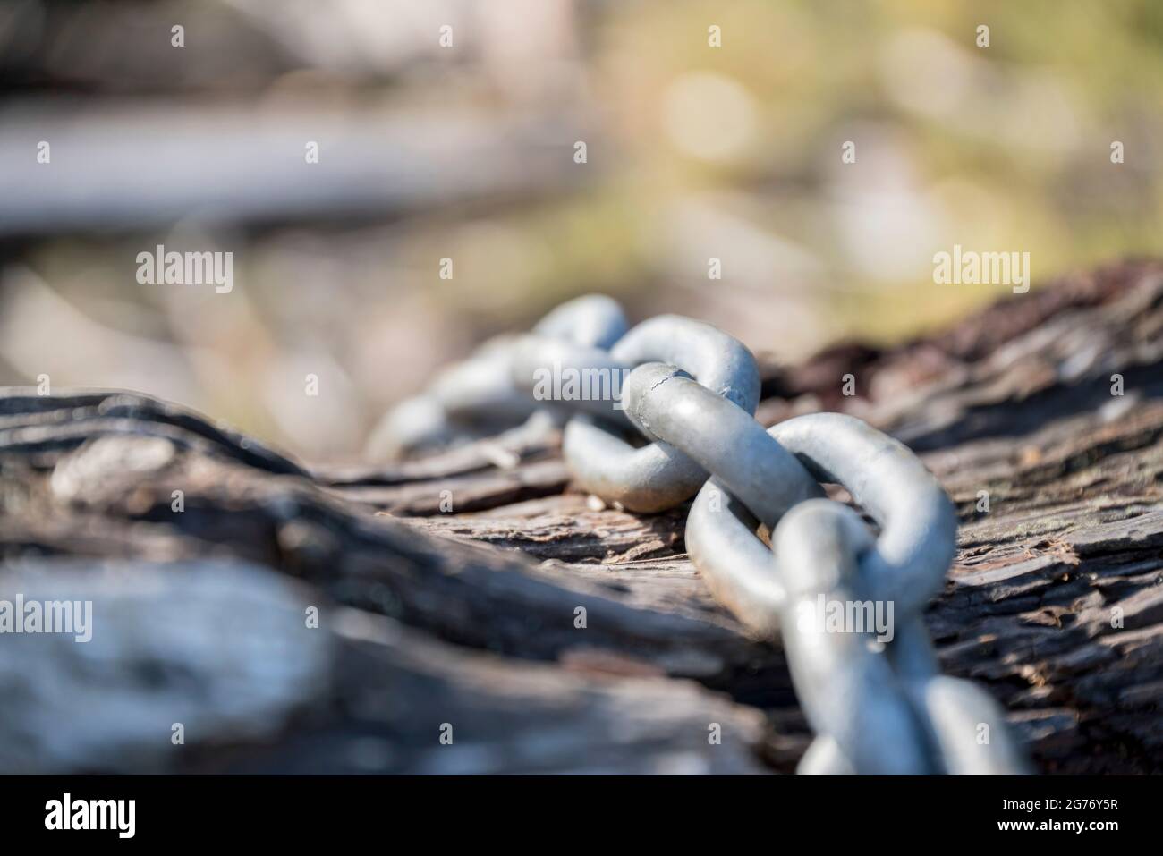 Hot dip galvanized chain laying on a tree trunk at Tacoma, Washington ...