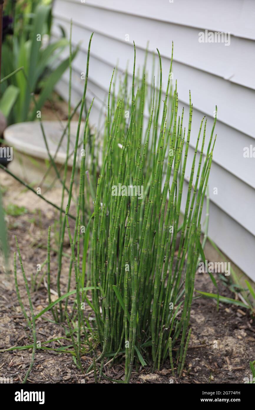 A cluster of Horsetail plants growing near the foundation of a building ...