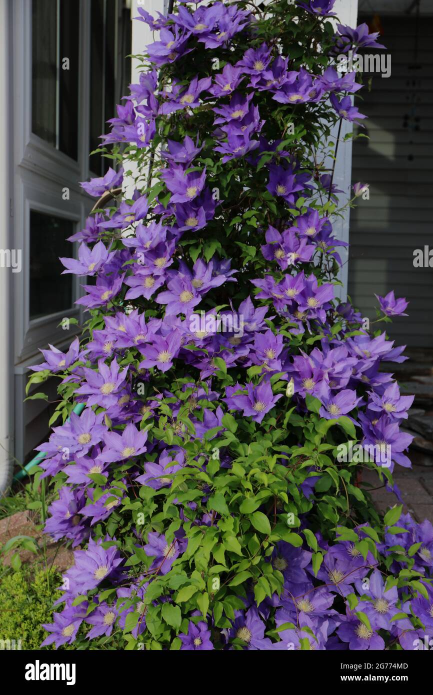 An abundance of climbing purple Clematis flowers and buds on a vine ...