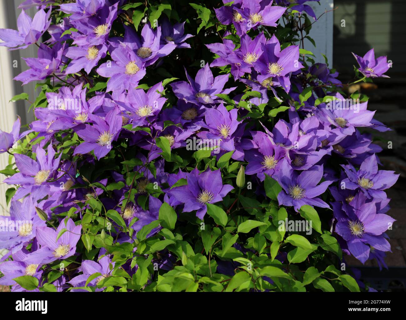 Clematis Buds High Resolution Stock Photography and Images - Alamy