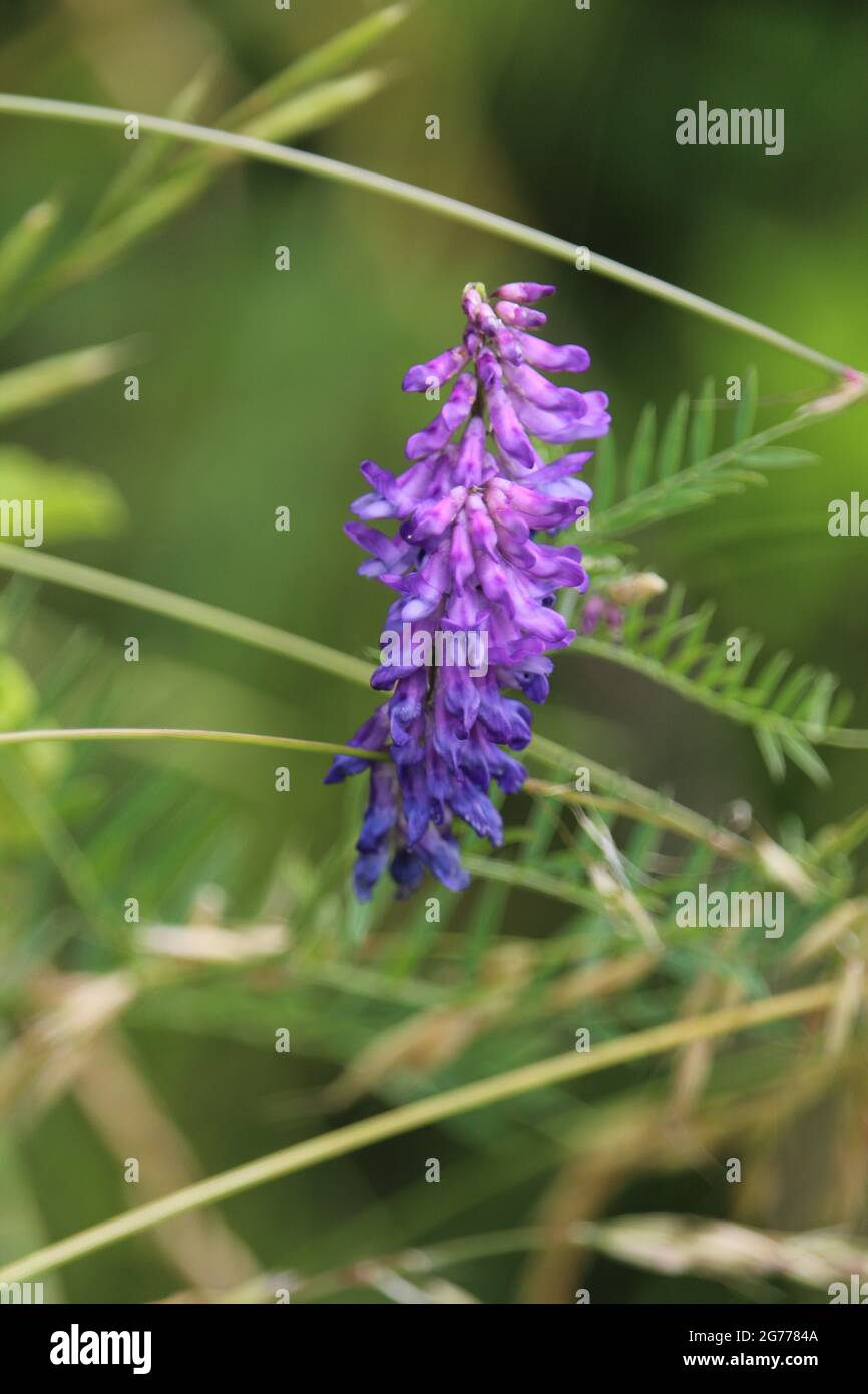 Purple broomrape hi-res stock photography and images - Alamy