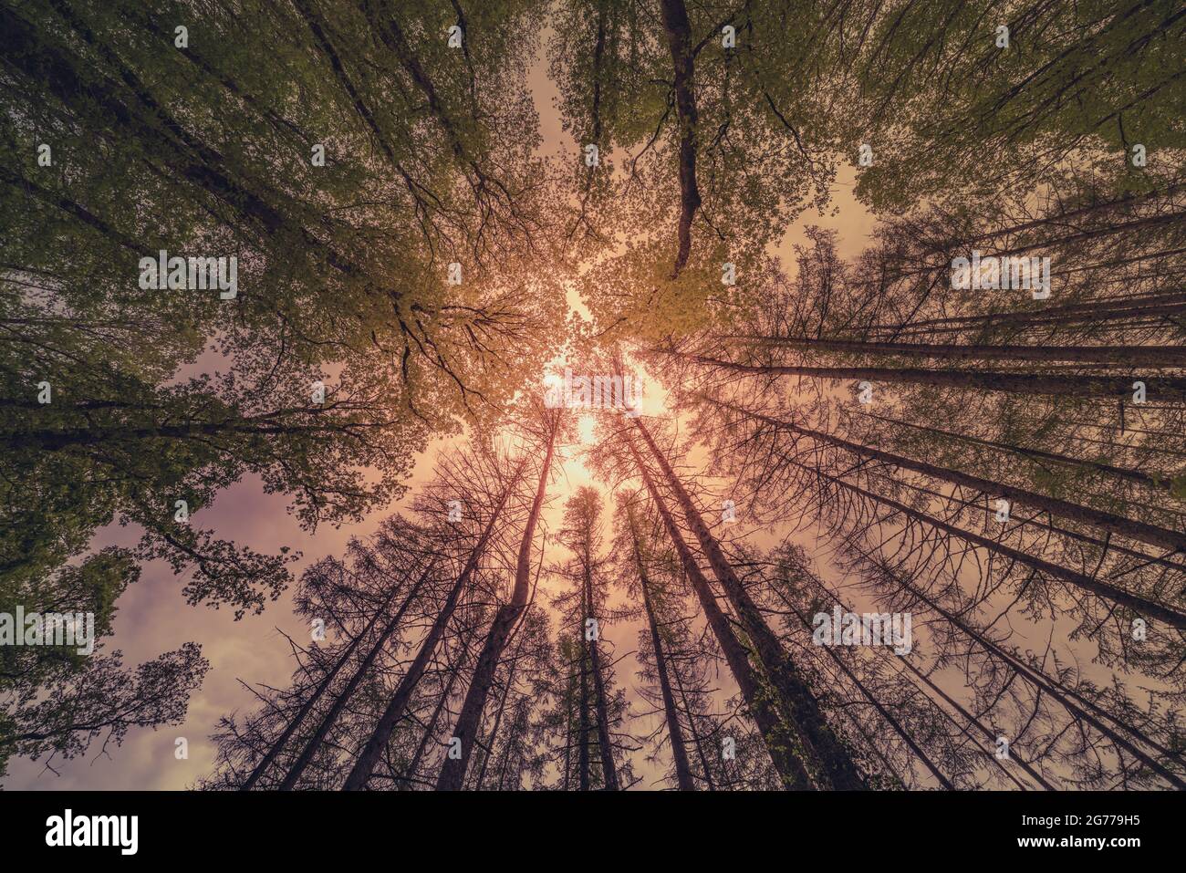 A low angle shot of high tree branches with sun rays in the middle ...