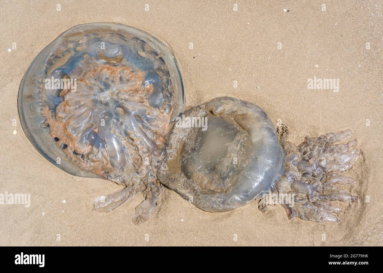 A top view of a big melting transparent Barrel jellyfish on a sand ...