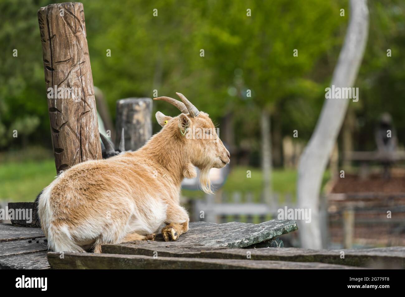 Back shot brown markhor hi-res stock photography and images - Alamy