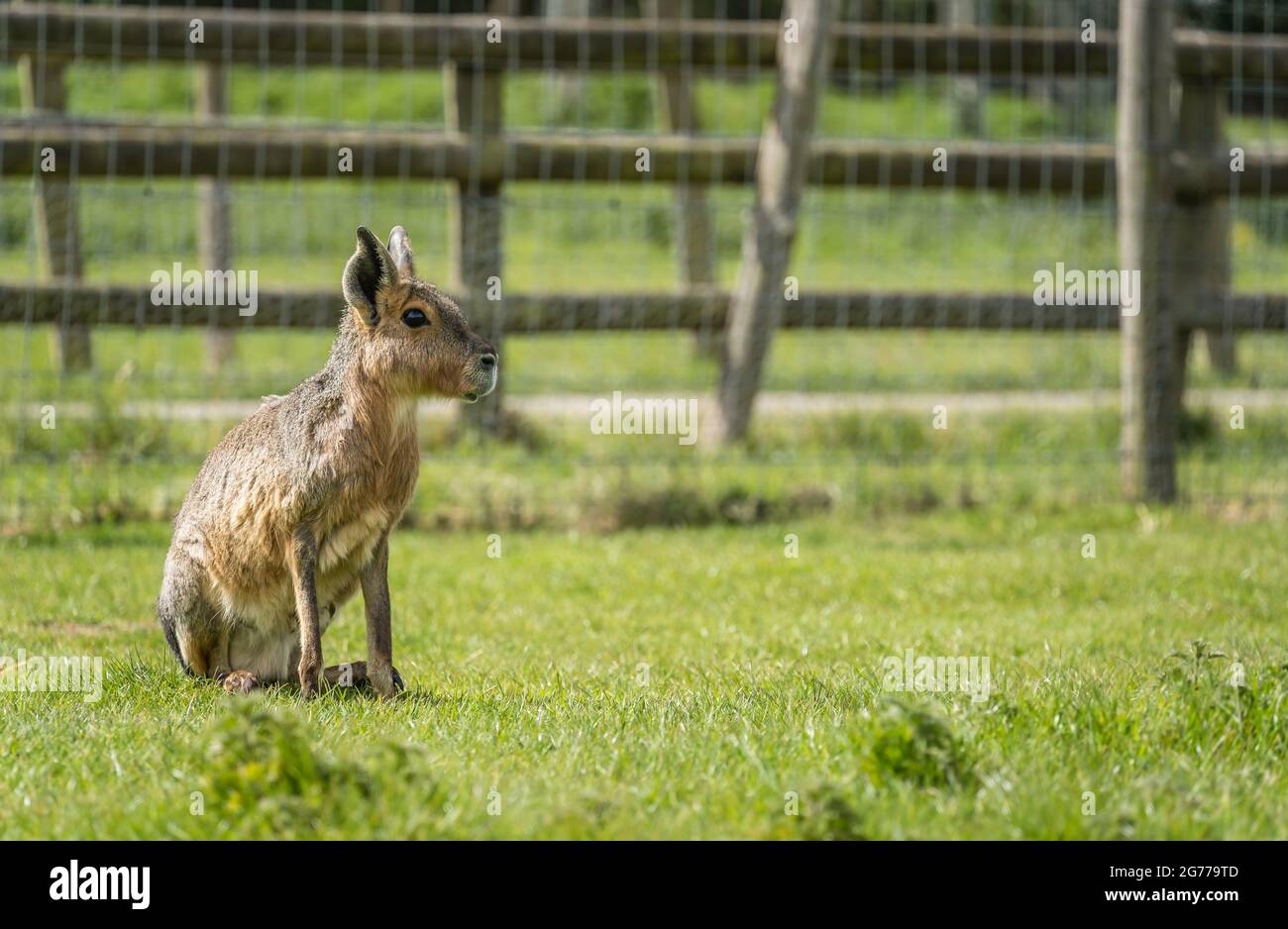 Little brown mara animal hi-res stock photography and images - Alamy