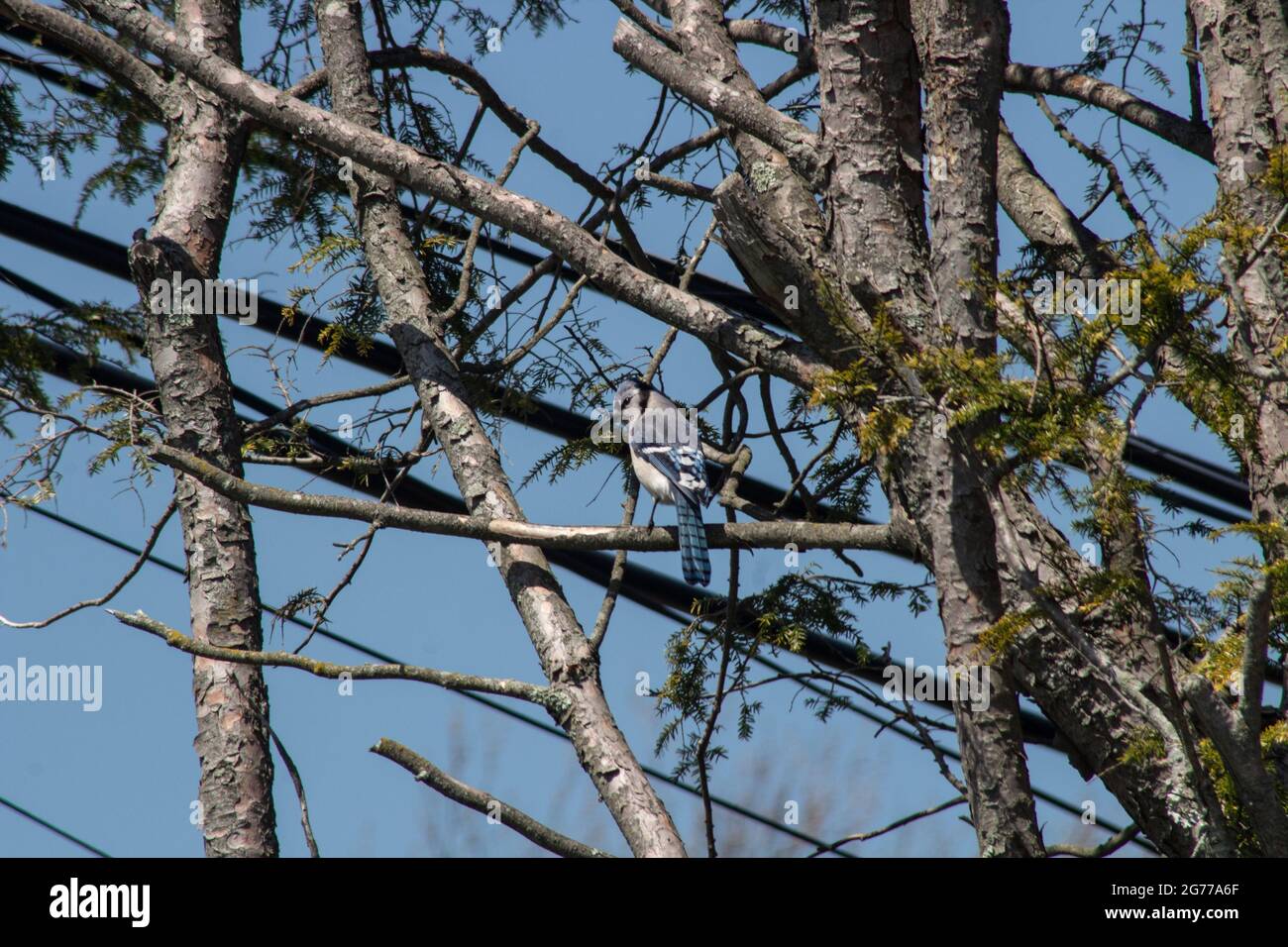Blue jay watching hi-res stock photography and images - Alamy
