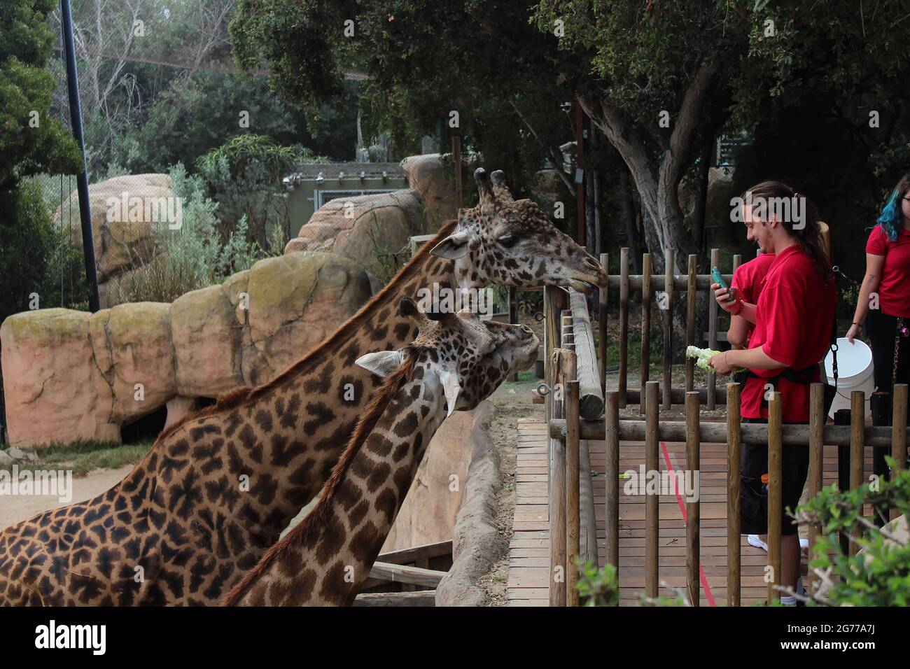 Zookeeper feeding animals hi-res stock photography and images - Alamy