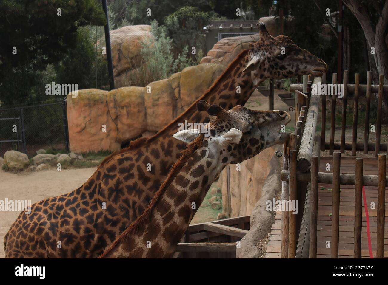 Zookeeper feeding animals hi-res stock photography and images - Alamy