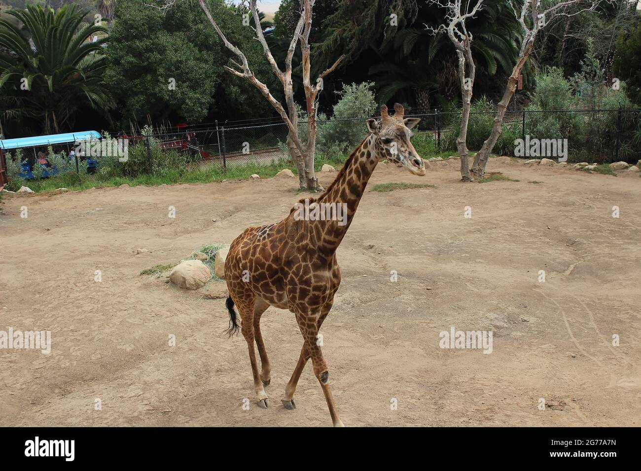 Giraffe- Walking along Stock Photo - Alamy