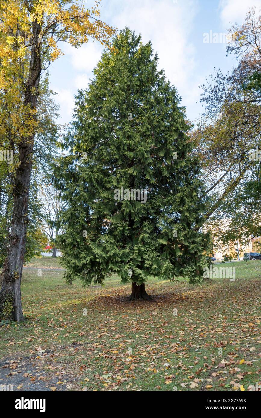 Small pine tree in the park at Tacoma in Washington Stock Photo - Alamy