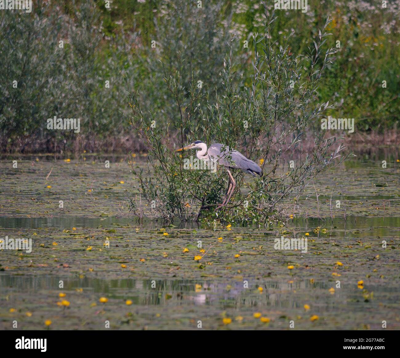 Grey heron on a wetland marsh Stock Photo - Alamy