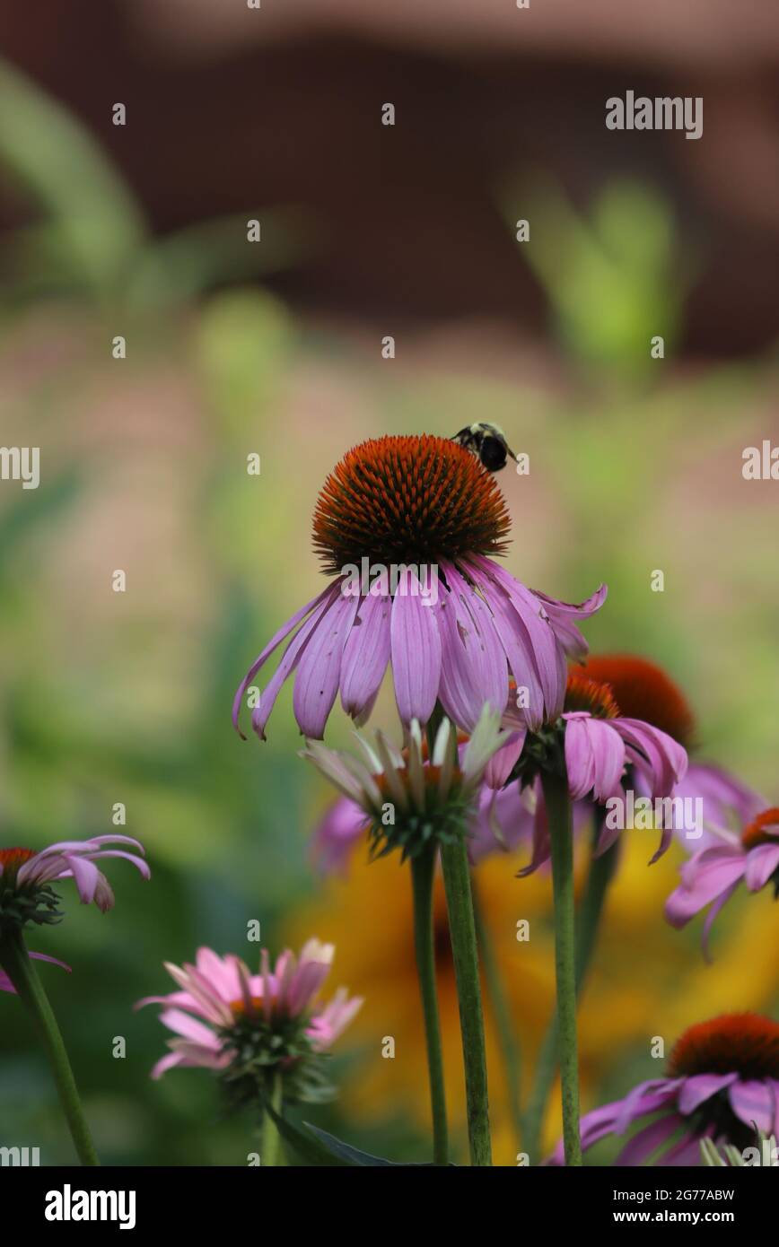 flowers and bees Stock Photo - Alamy