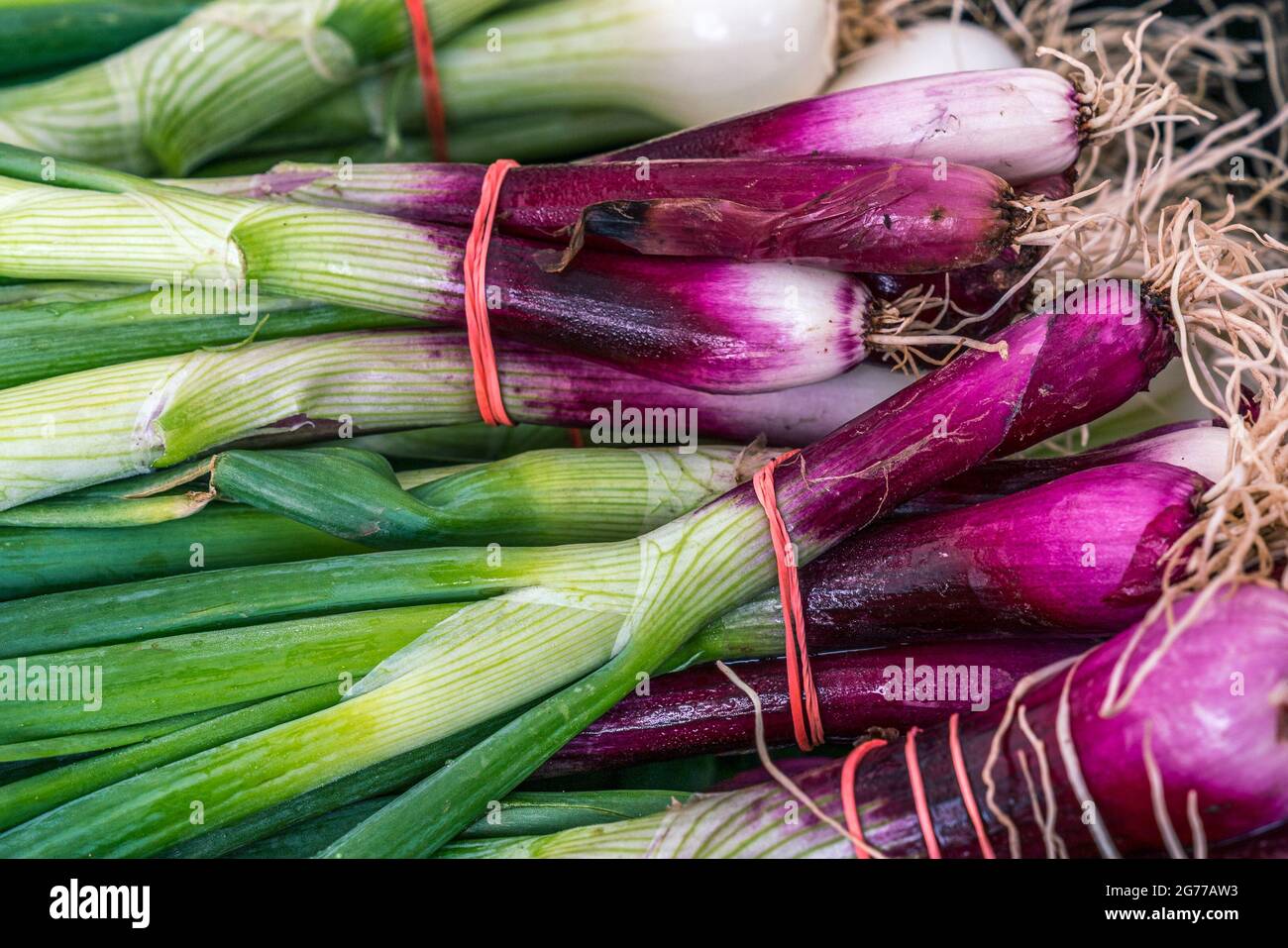 Onion stand hi-res stock photography and images - Alamy