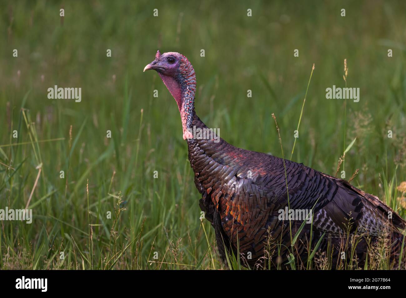 Tom turkey in northern Wisconsin Stock Photo - Alamy