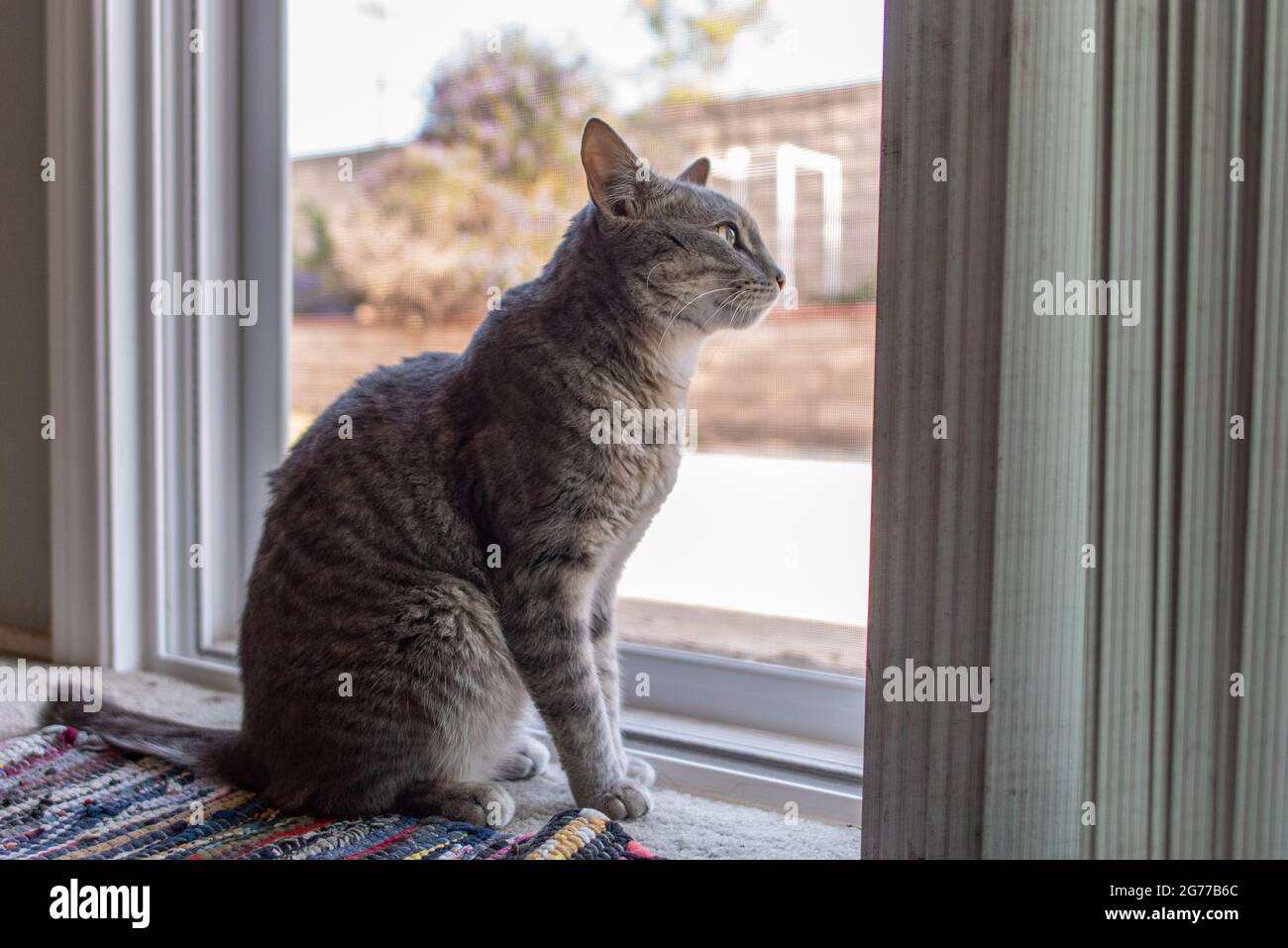 Cat Waiting Patiently