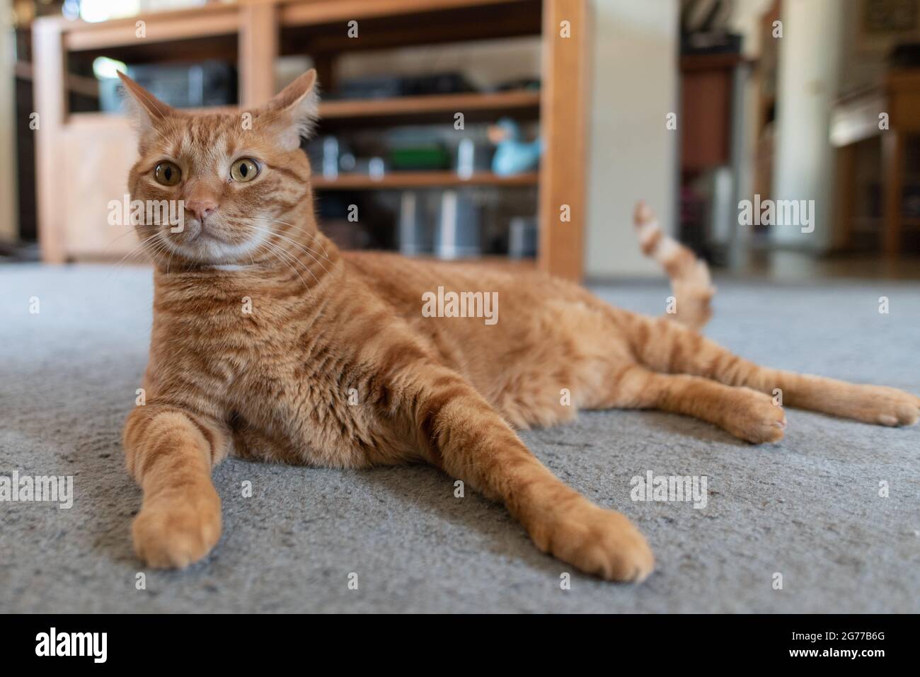 Orange stripped Tabby cat resting at home on carpet with furry paws ...
