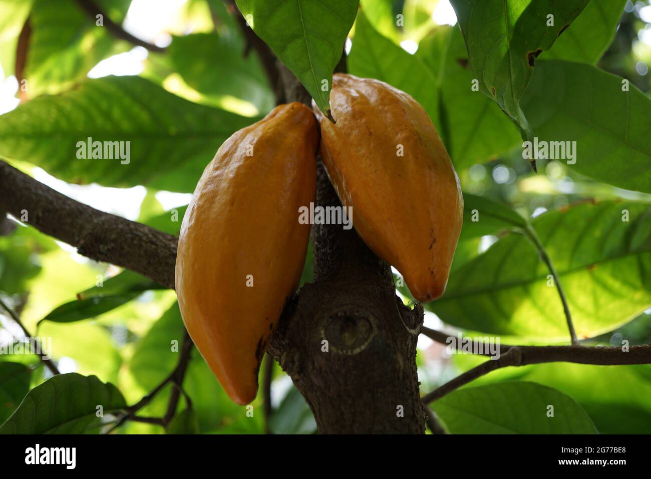 Ripe cocoa pods on tree (cacao Stock Photo - Alamy