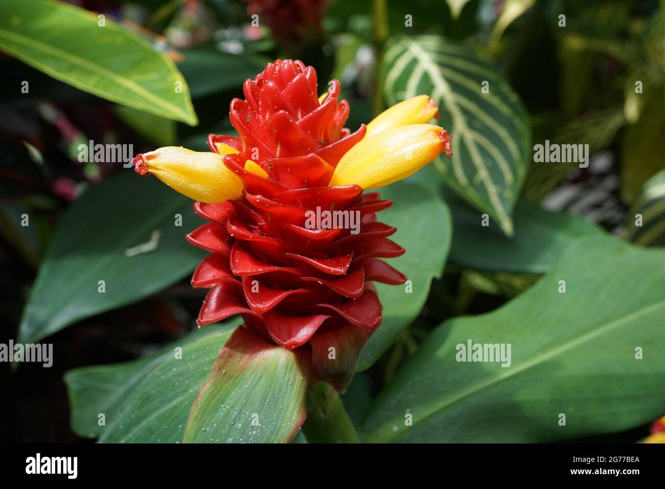 Ginger flower hi-res stock photography and images - Alamy