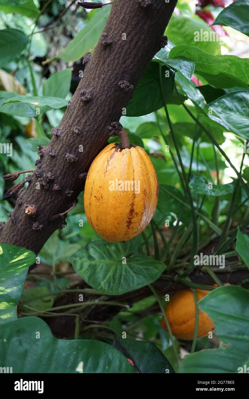 Cocoa tree seeds hi-res stock photography and images - Alamy