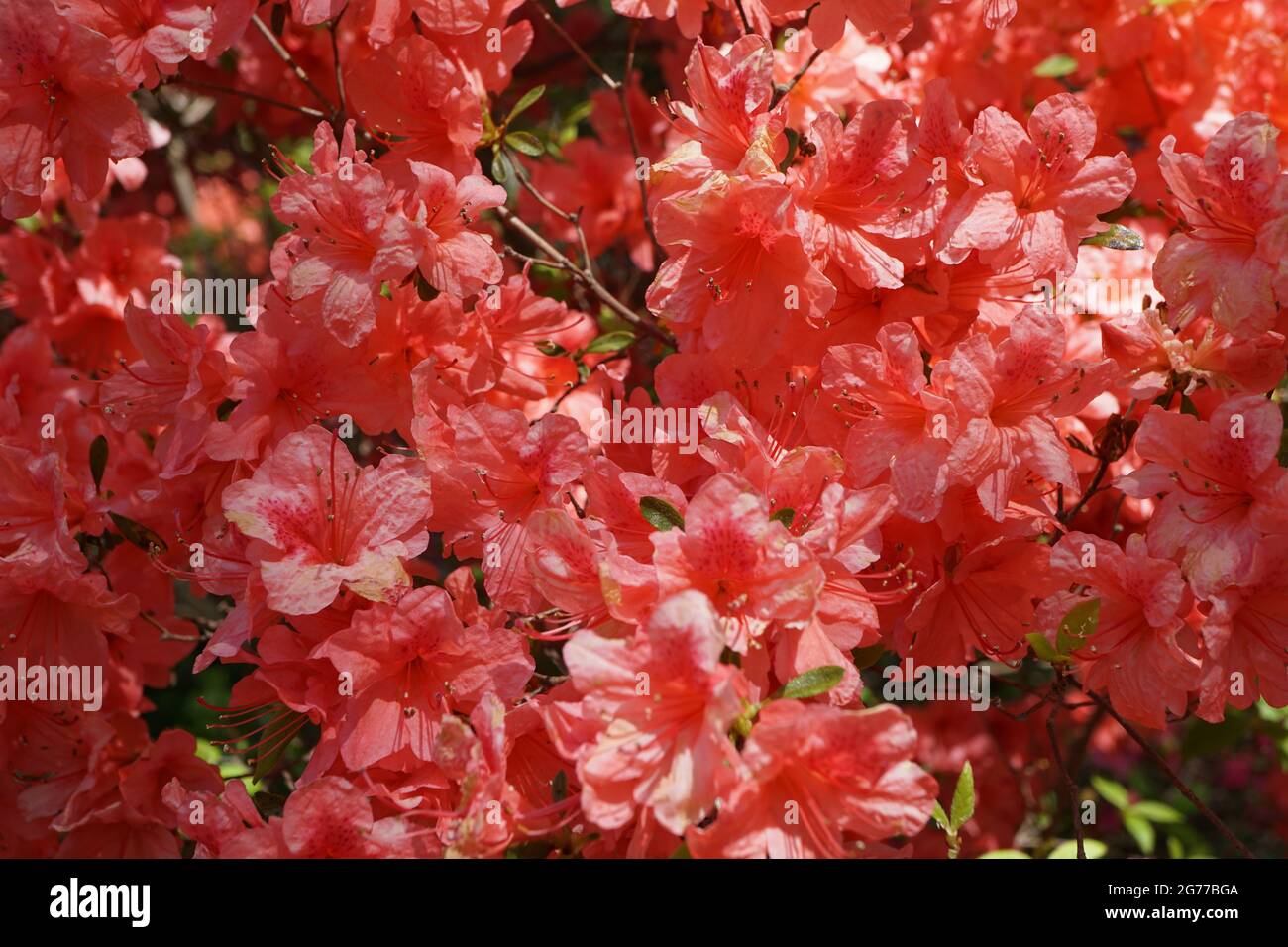 Azaleas in bloom Stock Photo - Alamy