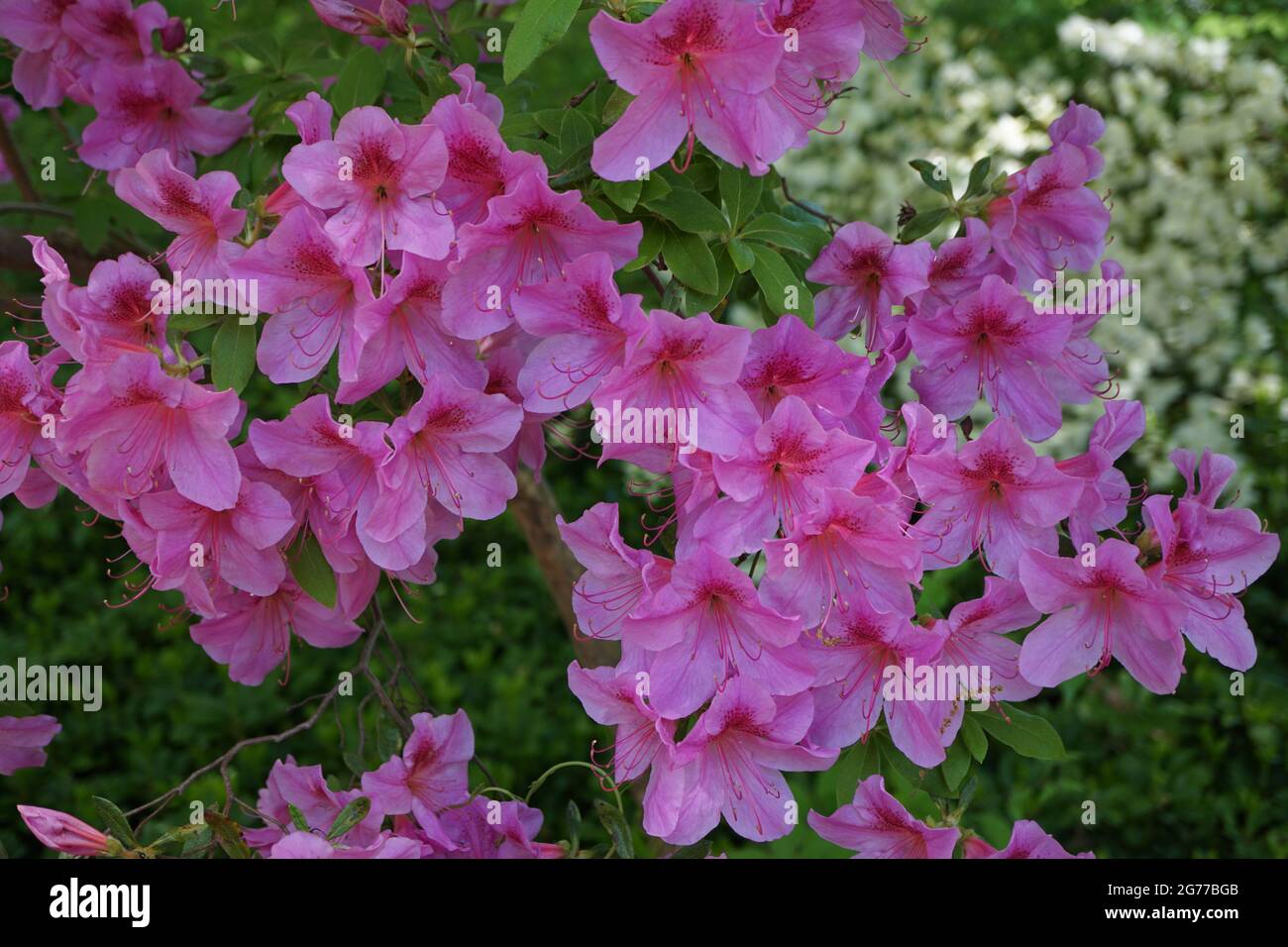 Azaleas in bloom Stock Photo - Alamy