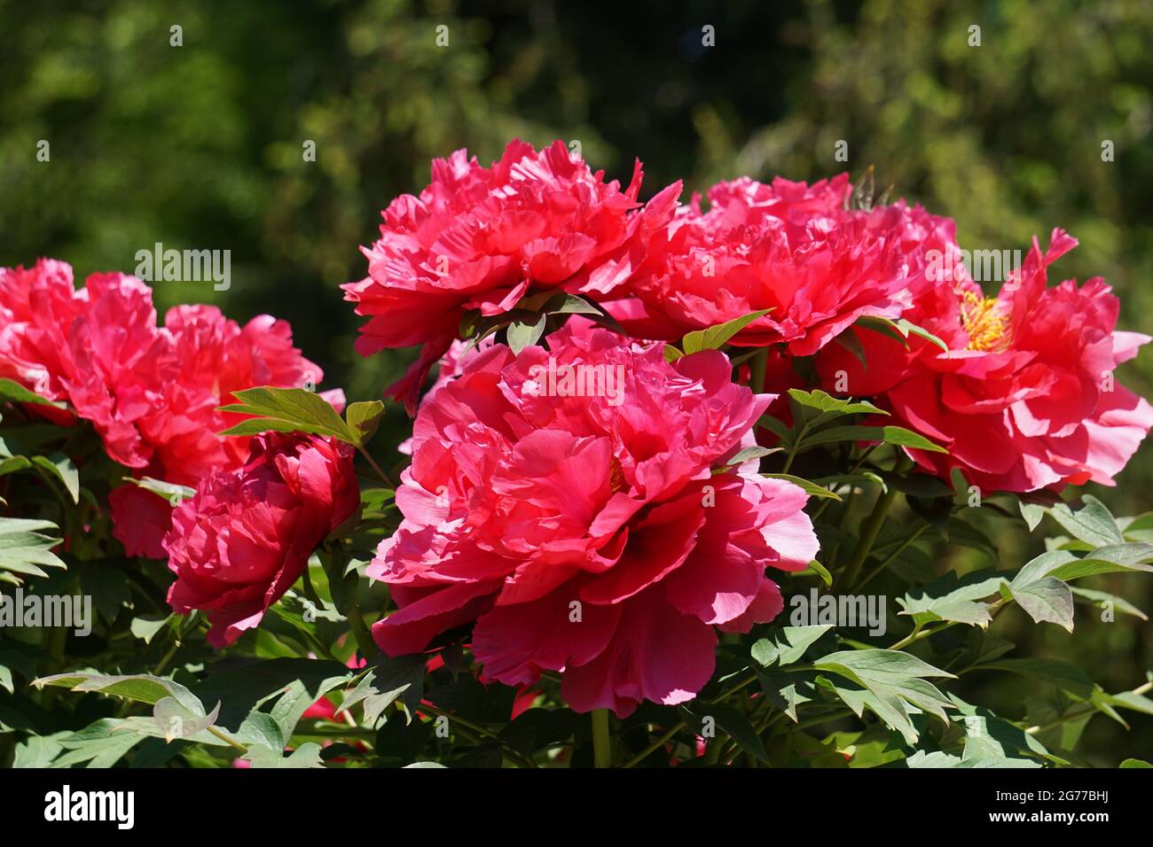 How to plant peonies hi-res stock photography and images - Alamy