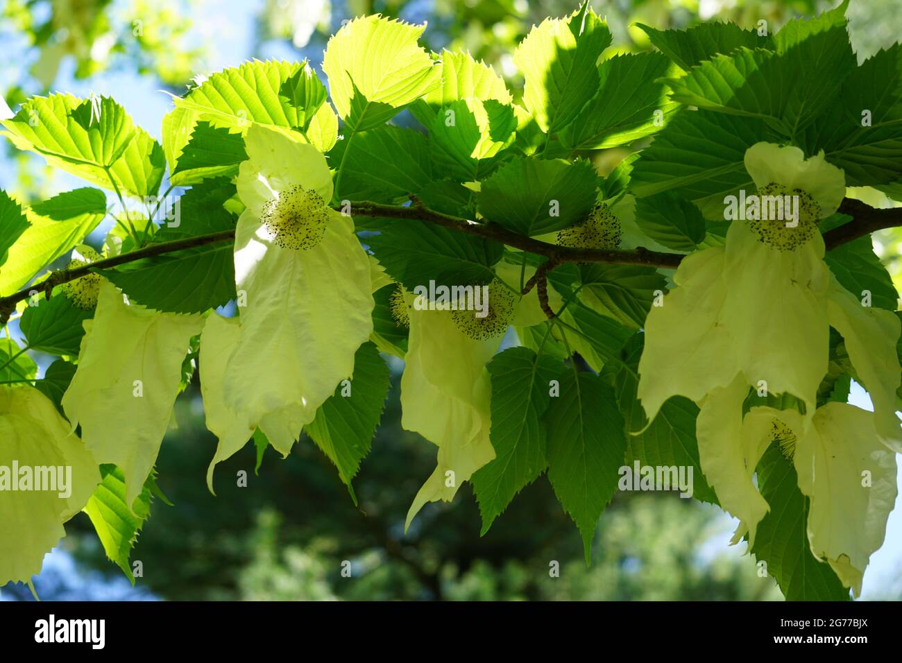 White bracts or leaves of Davidia Involucrata (ghost tree, handkerchief ...