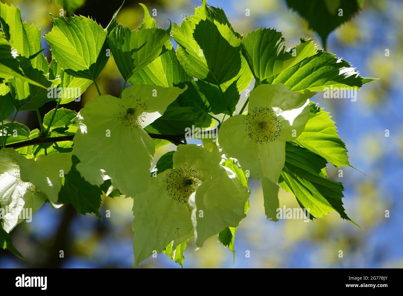 White bracts or leaves of Davidia Involucrata (ghost tree, handkerchief ...