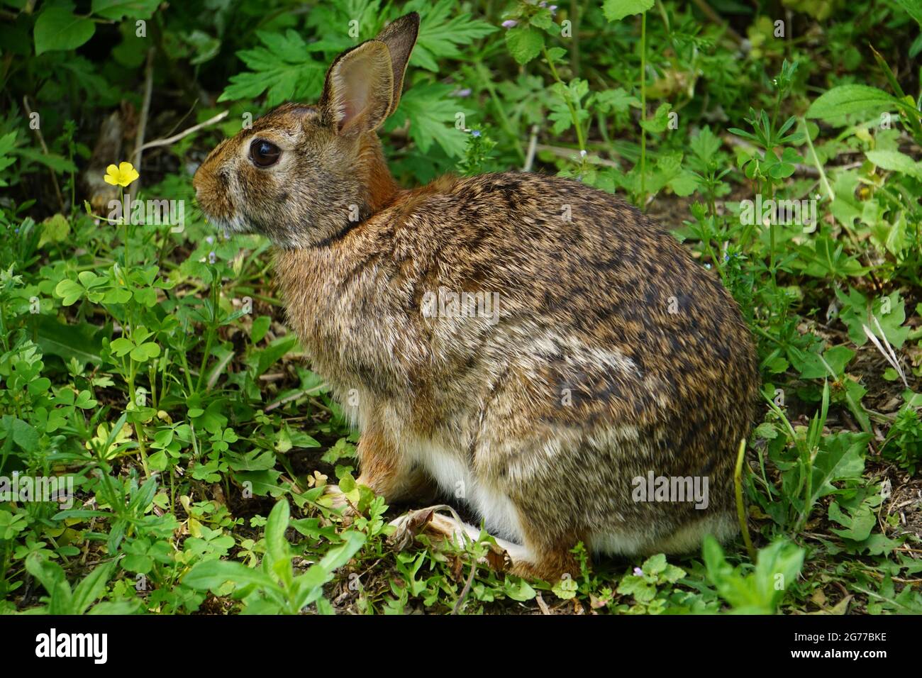 Cottontail rabbits hi-res stock photography and images - Alamy