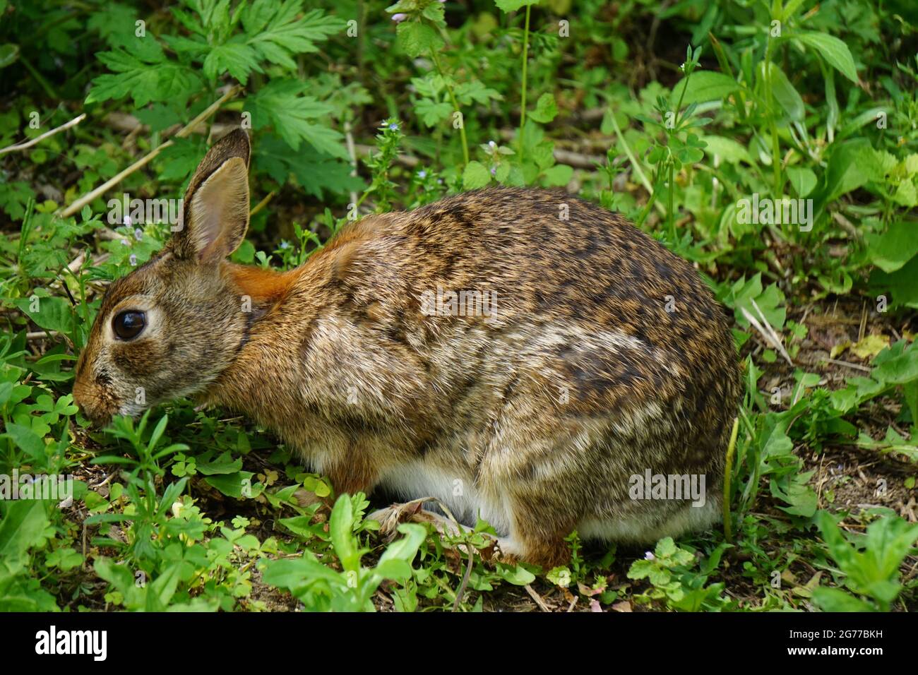 Cottontail rabbits hi-res stock photography and images - Alamy