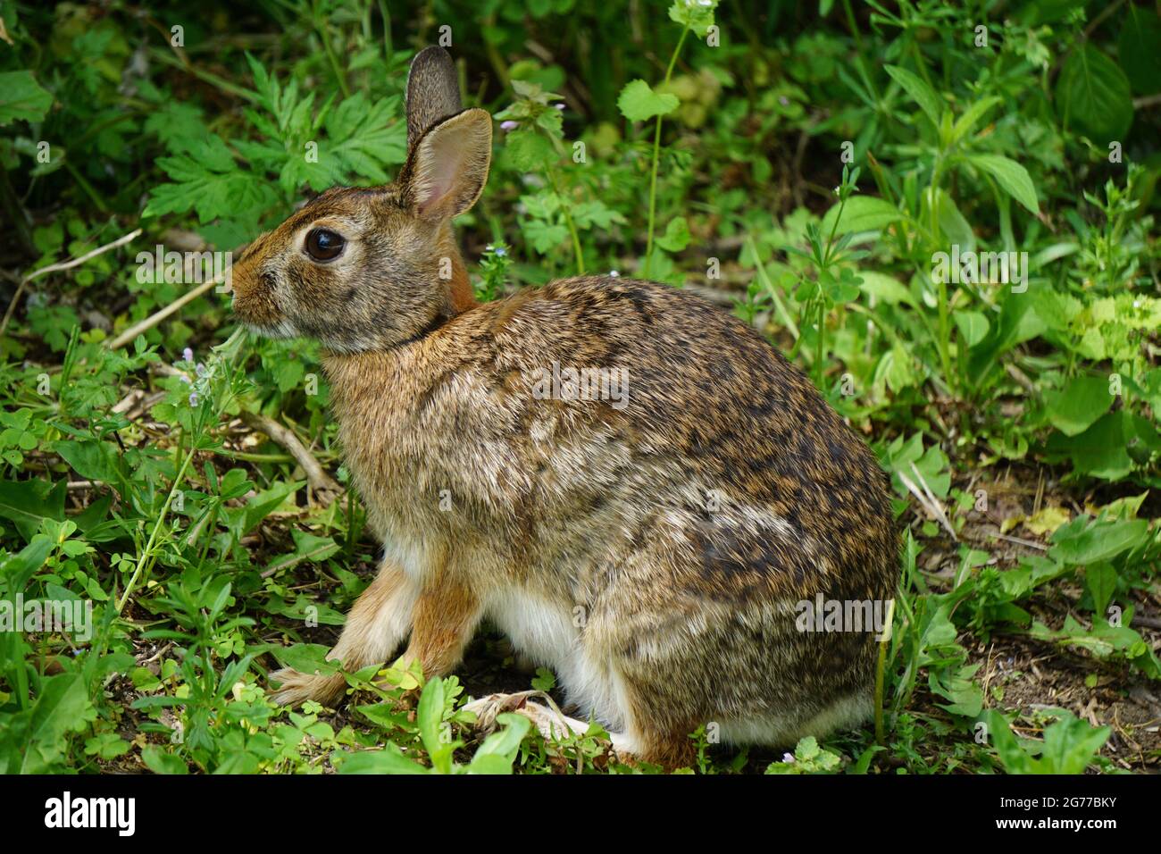 Cottontail rabbits hi-res stock photography and images - Alamy