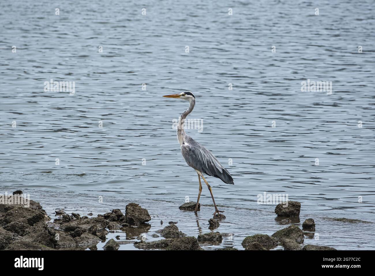 Bird walk in water hi-res stock photography and images - Alamy