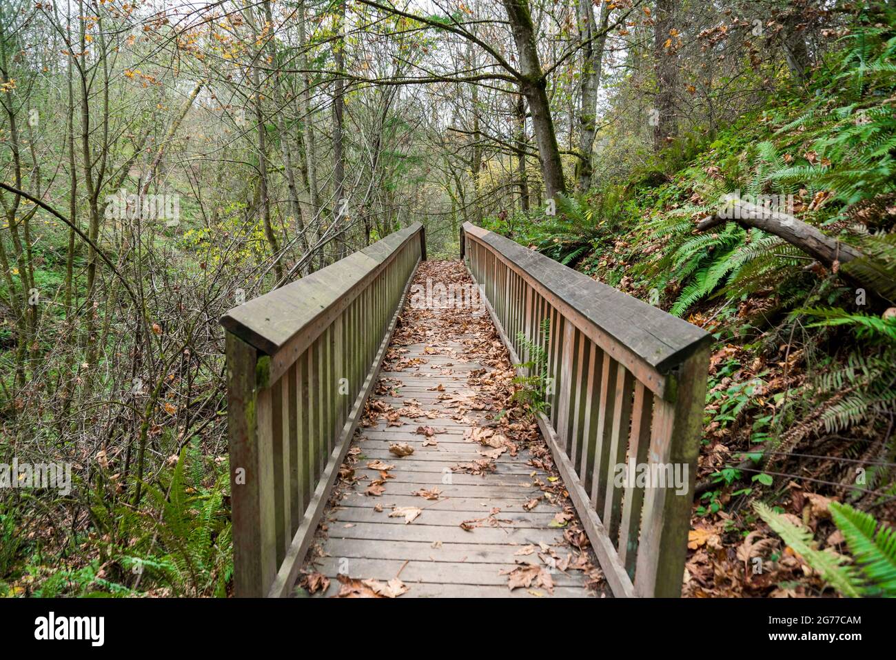 Straight wooden footpath in the middle of the woods in Tacoma ...