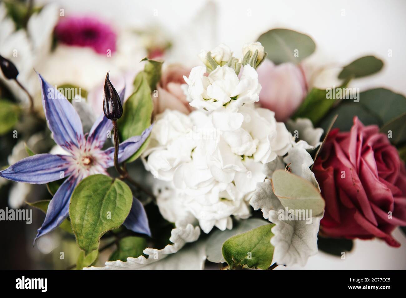 Rabbit ears plant hi-res stock photography and images - Alamy