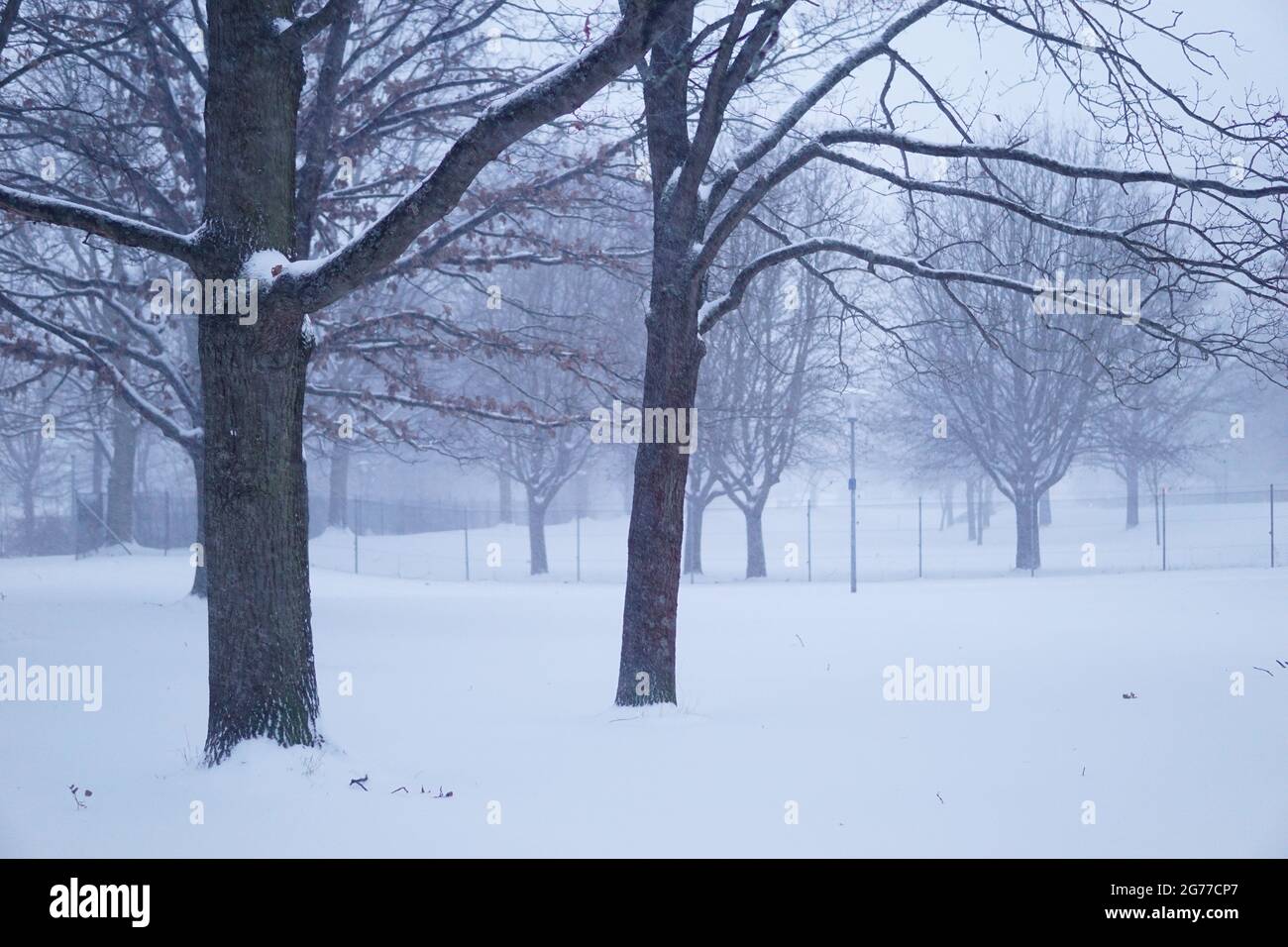 Shot of tree trunks in a snowy winter Stock Photo - Alamy