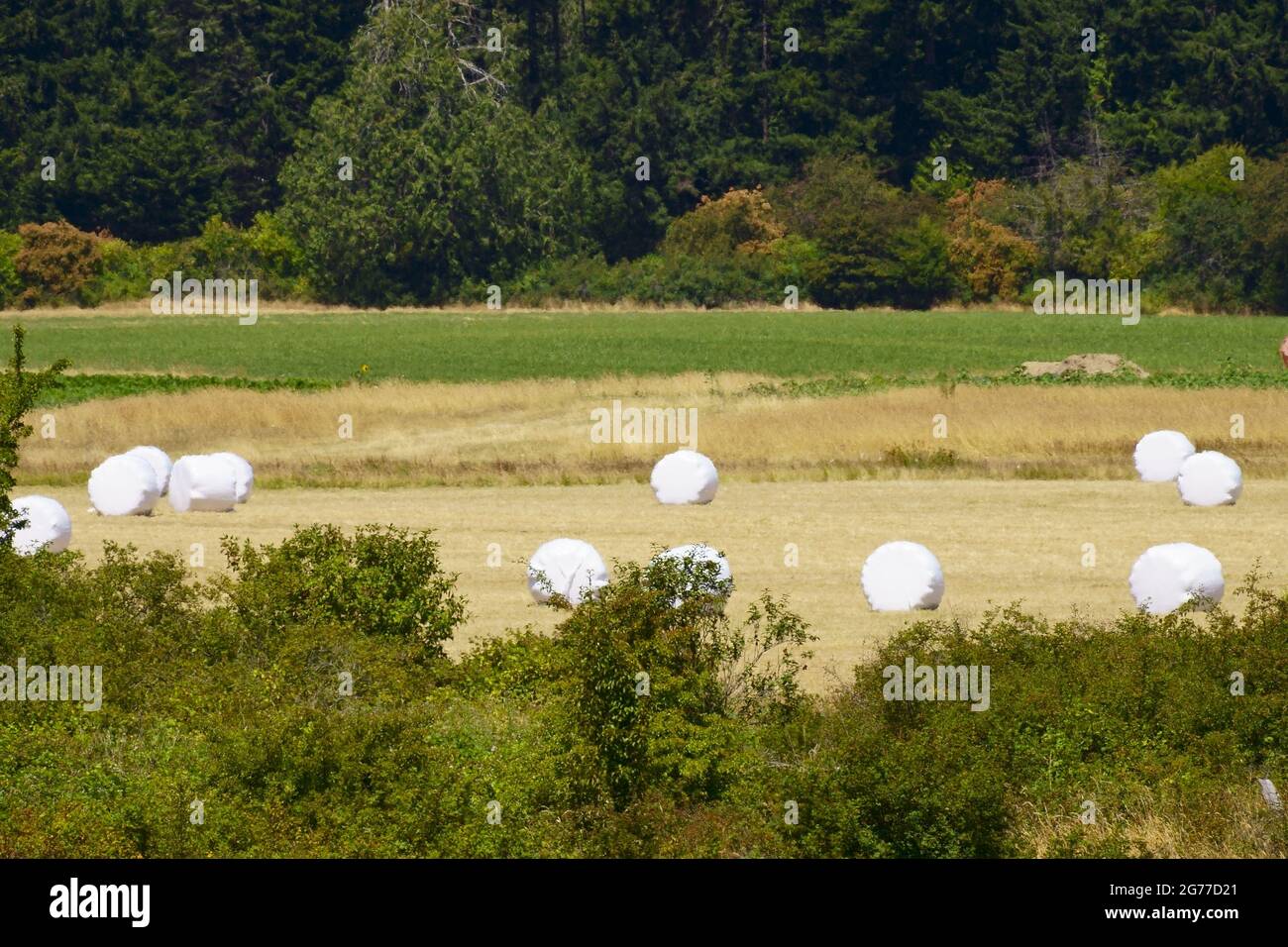 Hay rolls in fields hi-res stock photography and images - Alamy