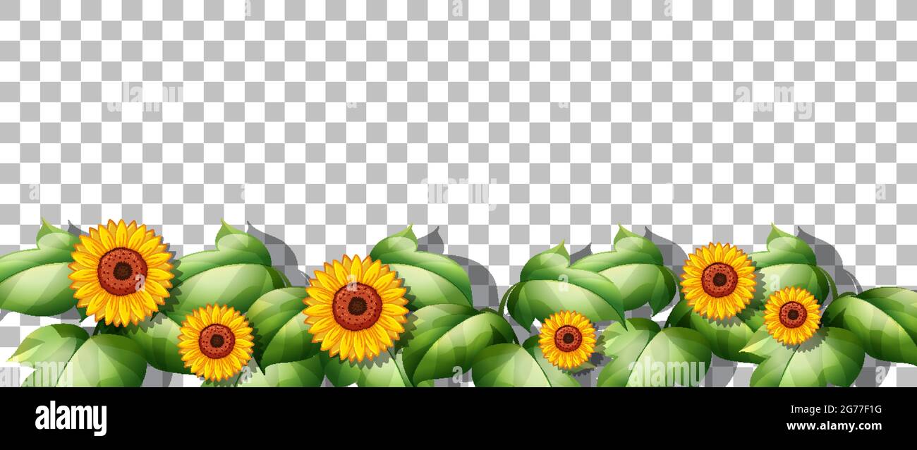 Sunflowers and leaves on transparent background illustration Stock ...