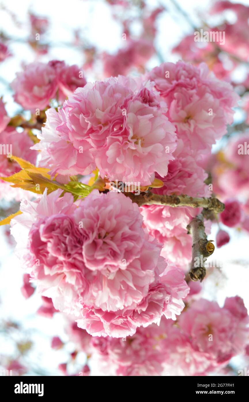 Huge and fully bloomed Cherry Tree with ruffle petals in Nami Isaland ...